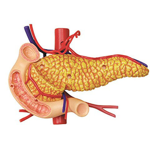 GetUSCart- Famemaster 4D-Vision Human Stomach Anatomy Model