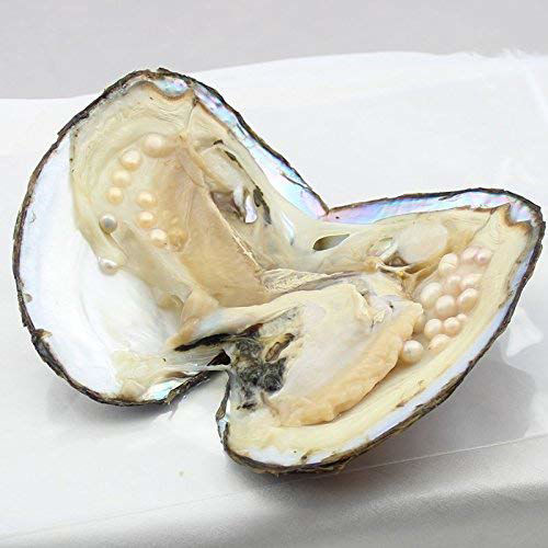 GetUSCart- Cultured Pearls in Oysters,Cultured Freshwater Pearl Oysters ...
