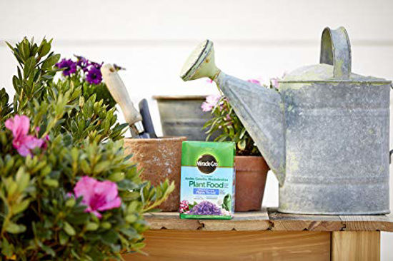 GetUSCart- Miracle-Gro 1000701 Pound (Fertilizer for Acid Loving Plant ...