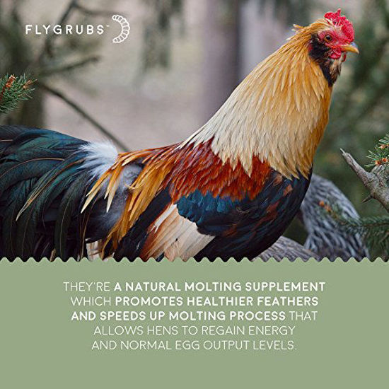 GetUSCart- FLYGRUBS Superior to Dried Mealworms for Chickens (5 lbs ...