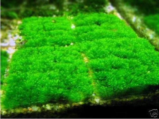 GetUSCart- Luffy Beautify Aquascape Wire Stainless Steel Mesh (5 pcs ...