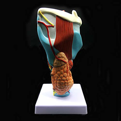 GetUSCart- 2X Enlarged Human Throat Model, Anatomically Accurate Throat ...