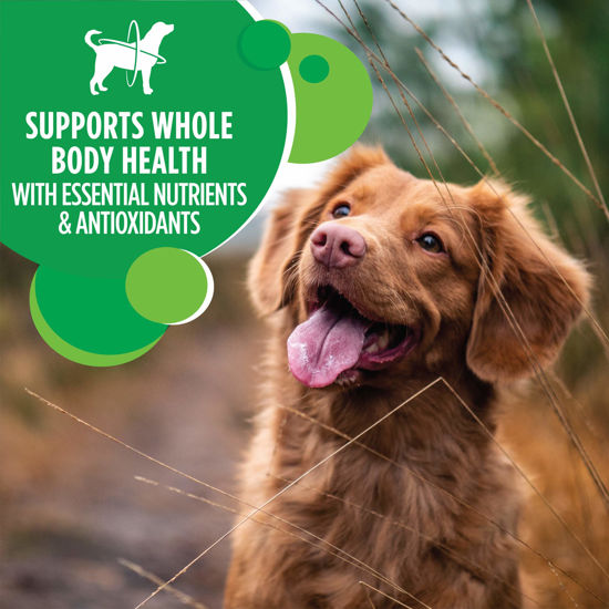 GetUSCart- IAMS Adult Minichunks Small Kibble High Protein Dry Dog Food ...