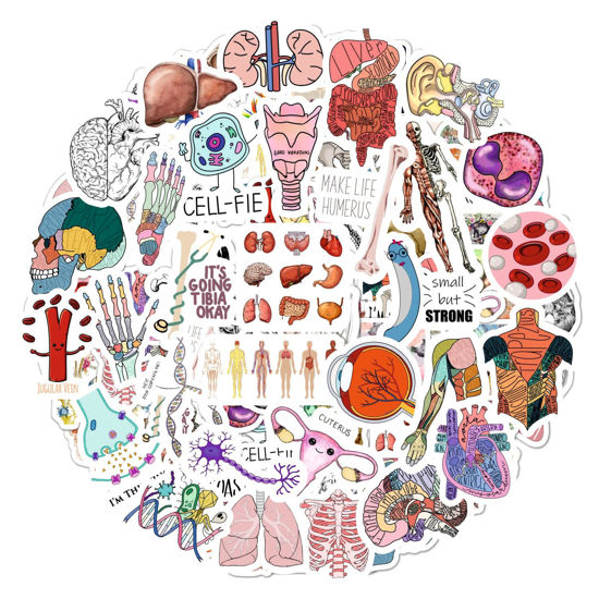 GetUSCart- 100Pcs Anatomy Stickers, Human Anatomy Decals, Body Part ...