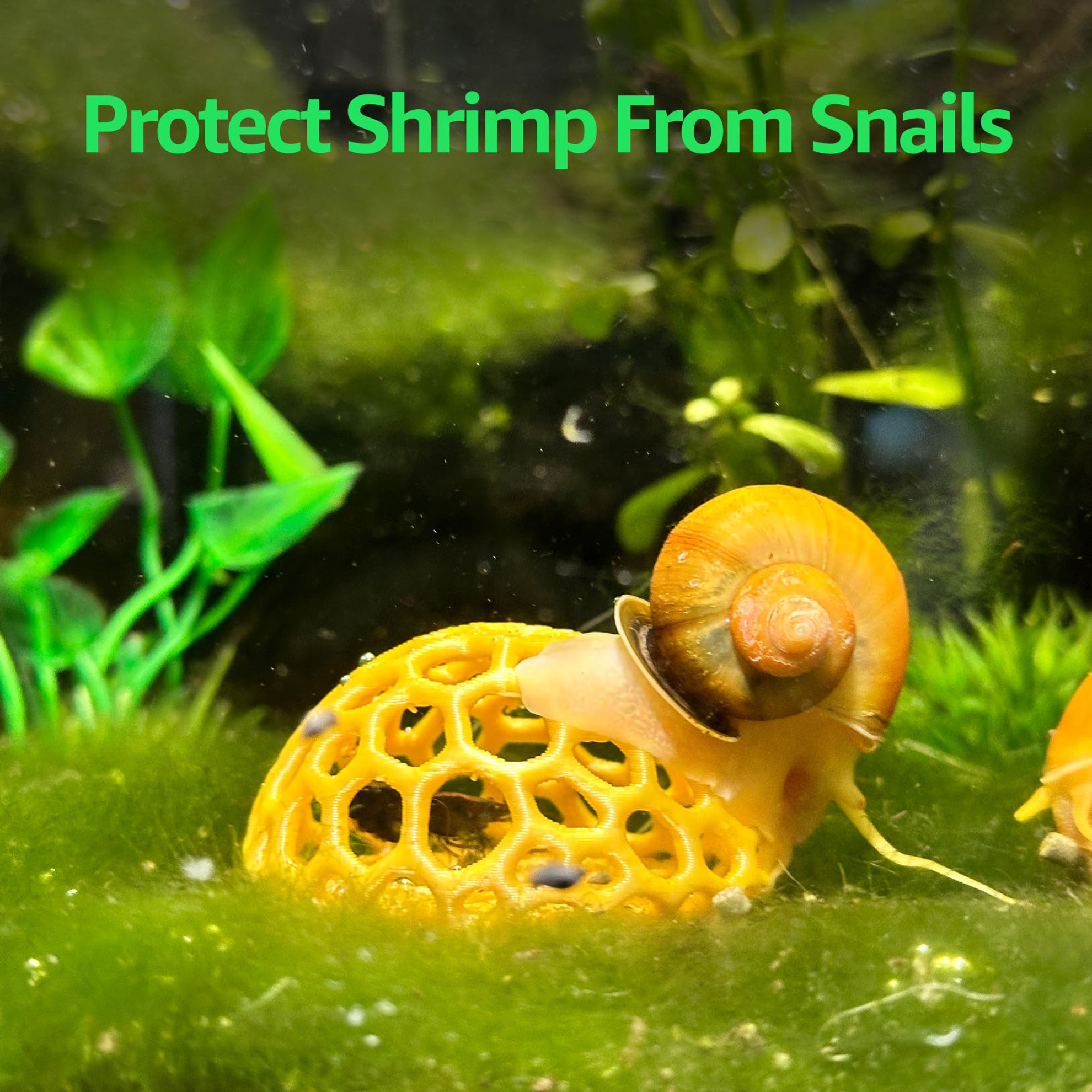 GetUSCart- Shrimp Dome Hide - Aquarium Cherry Shrimp Hide - CTWPets ...