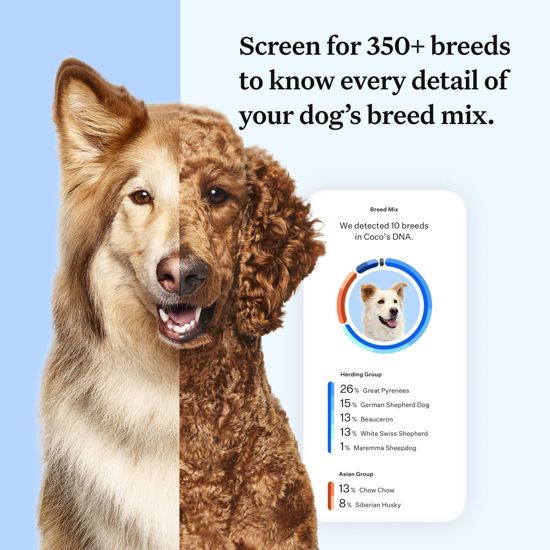 GetUSCart- Wisdom Panel Essential Dog DNA Kit: Most Accurate Test for ...