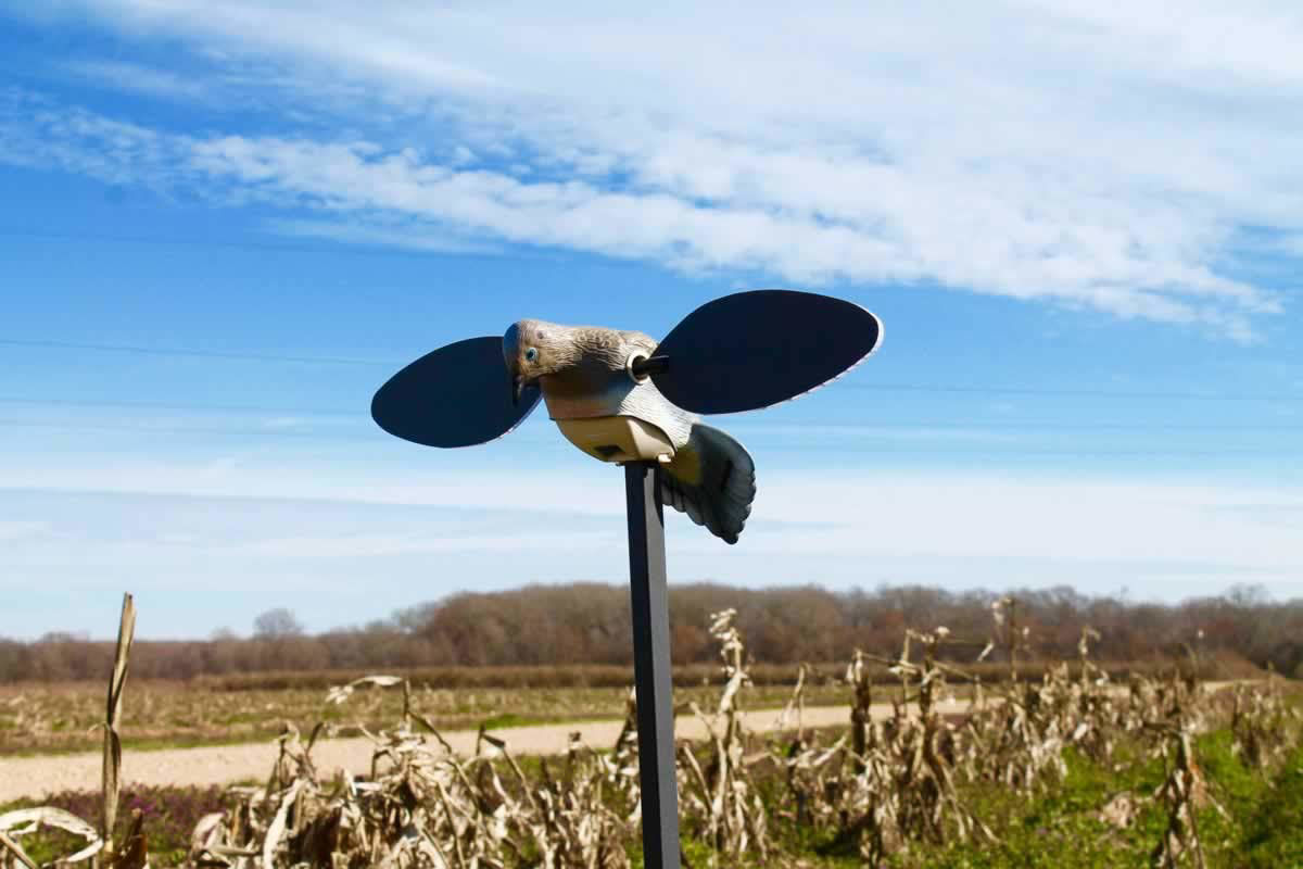 GetUSCart- MOJO Outdoors Elite Series Dove Decoy - Ultra Realistic ...