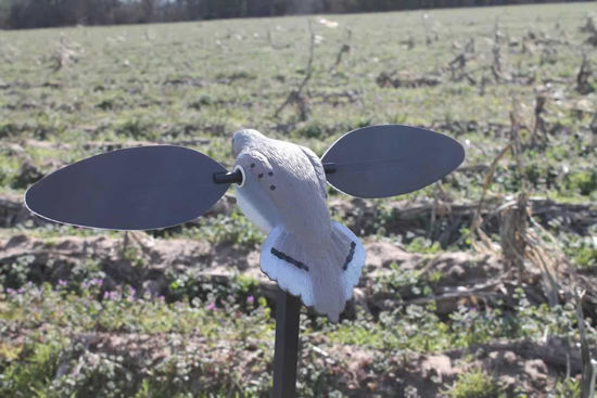 GetUSCart- MOJO Outdoors Elite Series Dove Decoy - Ultra Realistic ...