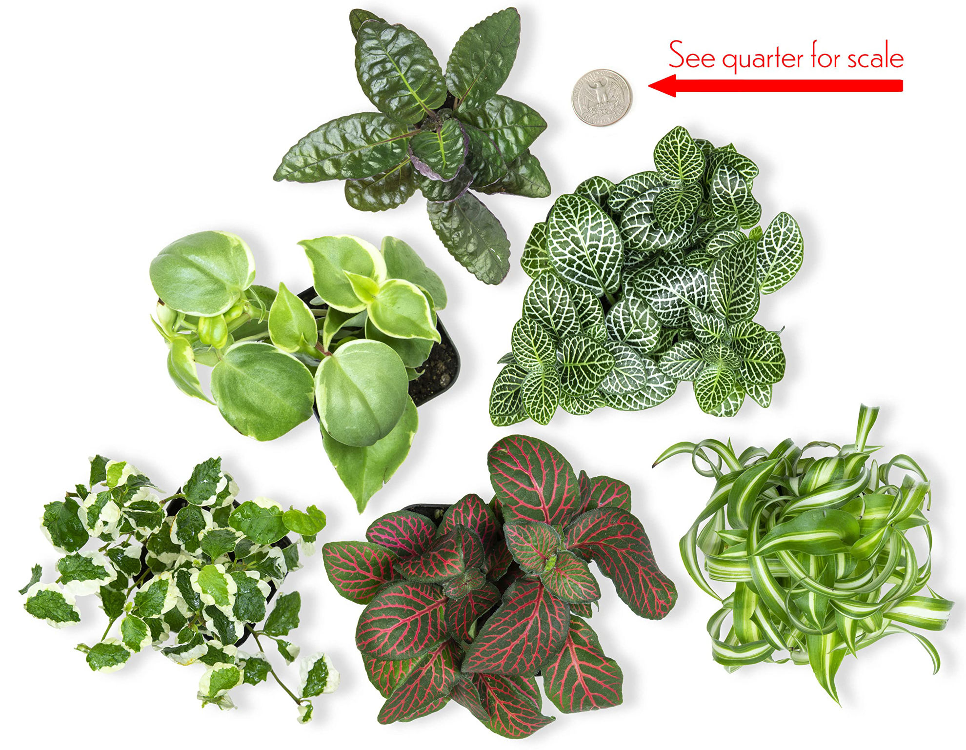 GetUSCart- Easy to Grow Houseplants (Pack of 6), Live House Plants in ...