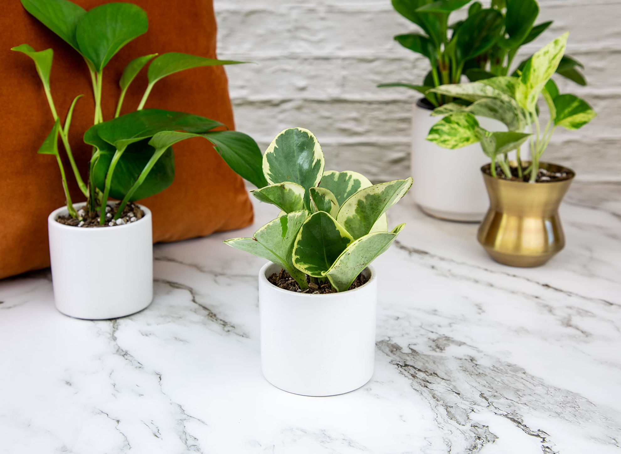 GetUSCart- Easy to Grow Houseplants (Pack of 6), Live House Plants in ...