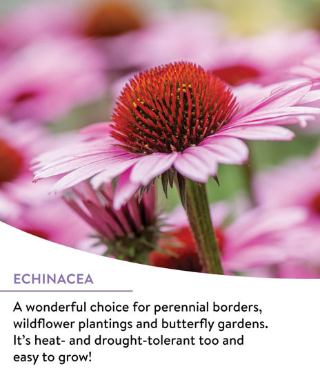 GetUSCart- Burpee Wildflower 25,000 Bulk, 1 Bag | 18 Varieties of Non ...