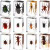 GetUSCart- 12 Pcs Insect in Resin Specimen Bugs Collection Arachnid ...