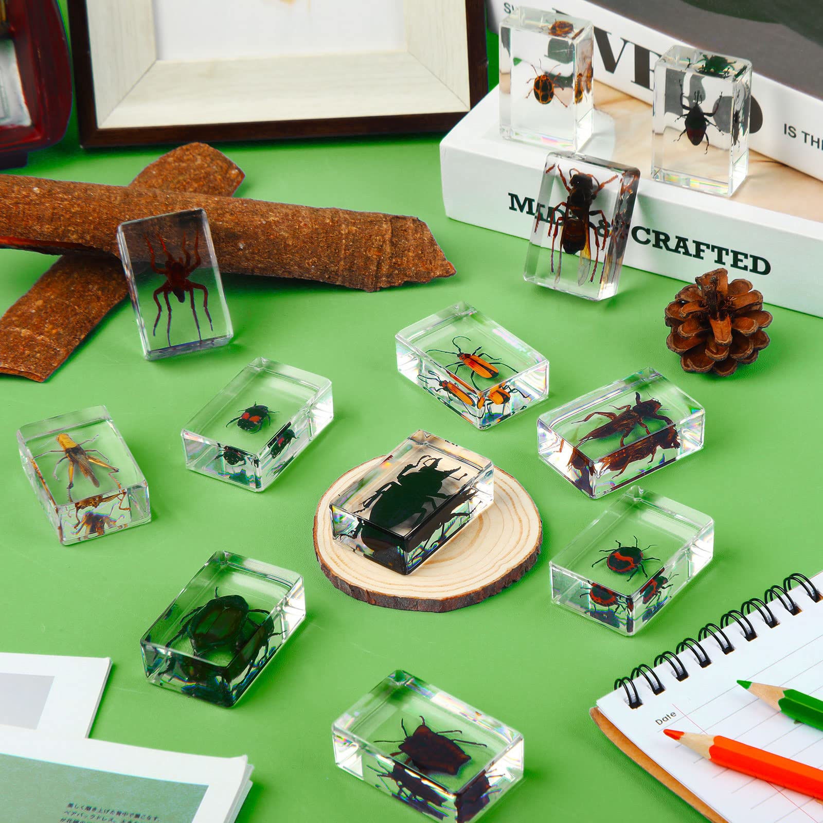 GetUSCart- 12 Pcs Insect in Resin Specimen Bugs Collection Arachnid ...