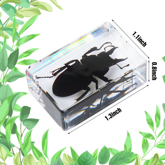 GetUSCart- 12 Pcs Insect in Resin Specimen Bugs Collection Arachnid Resin Paperweights Different ...