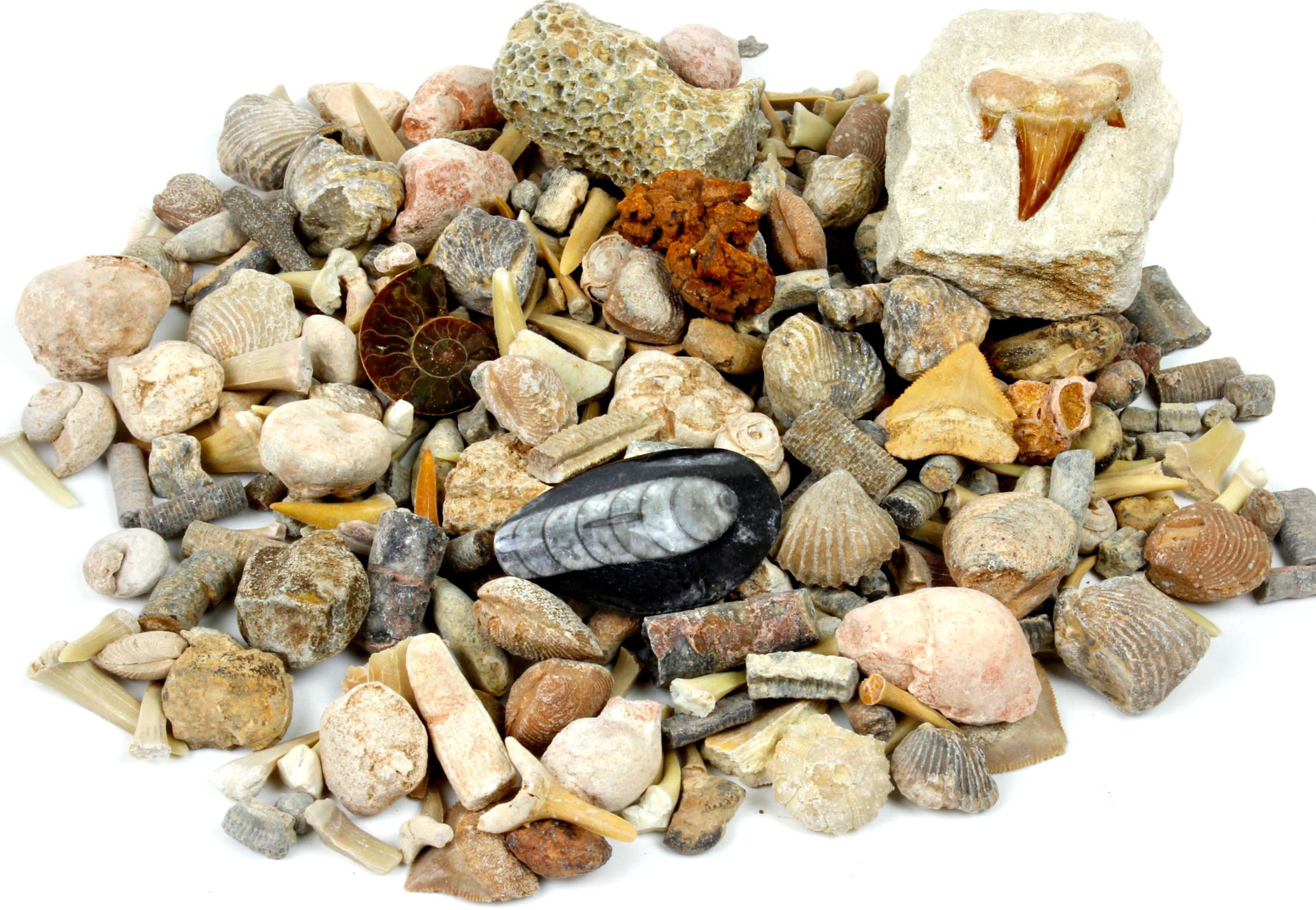 GetUSCart- DANCING BEAR Fossil Collection Sorting Activity Kit with ...