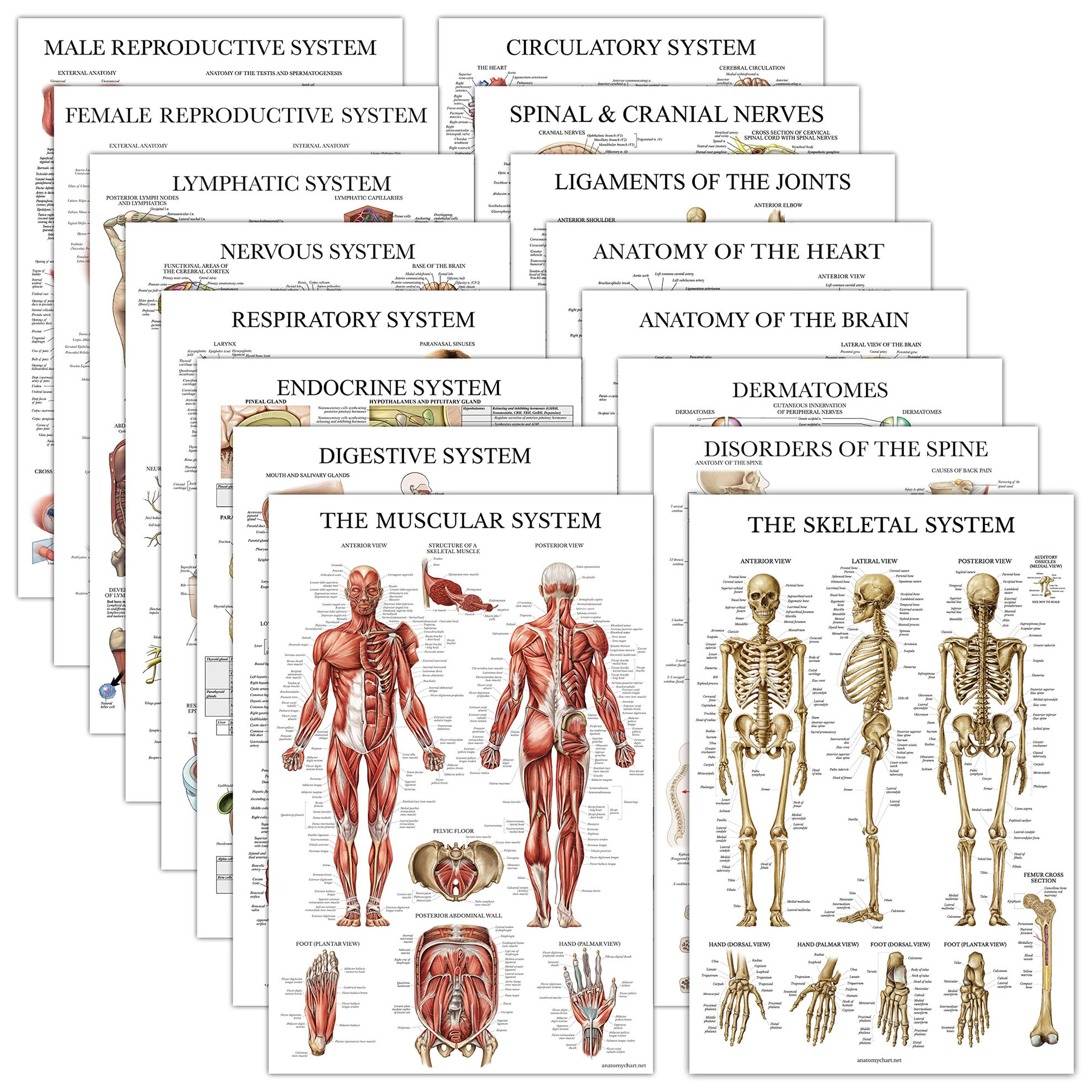 GetUSCart- 16 Pack - Anatomical Posters - Laminated - Muscular ...