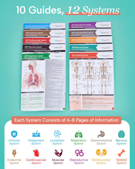 GetUSCart- TribeRN Anatomy & Physiology Study Guides - Set of 10 Human ...