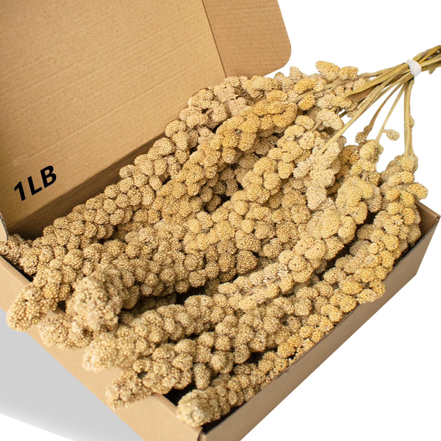 GetUSCart- Jmxu's 1LB Spray Millet Treat for Birds Parakeets, Natural ...