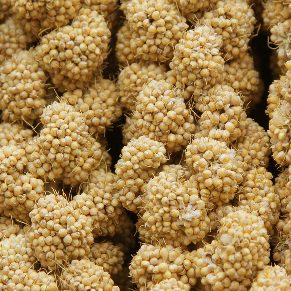 GetUSCart- Jmxu's 1LB Spray Millet Treat for Birds Parakeets, Natural ...