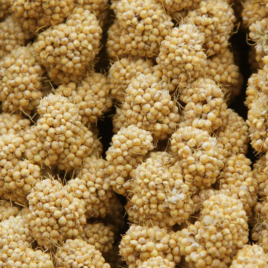 GetUSCart- Jmxu's 1LB Spray Millet Treat for Birds Parakeets, Natural ...