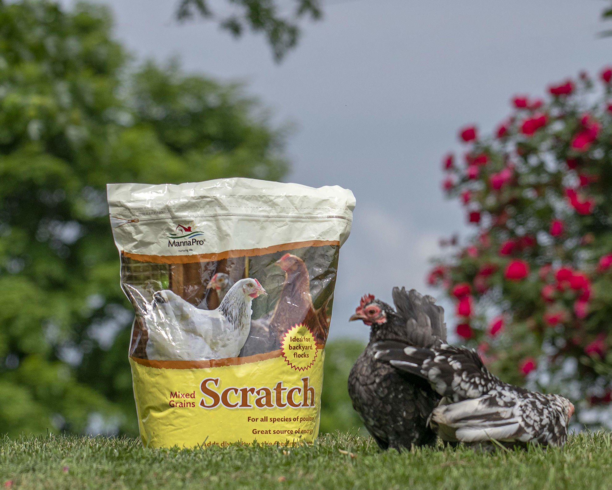 GetUSCart- Manna Pro Ultimate Scratch Chicken Feed - Nutrient Rich ...