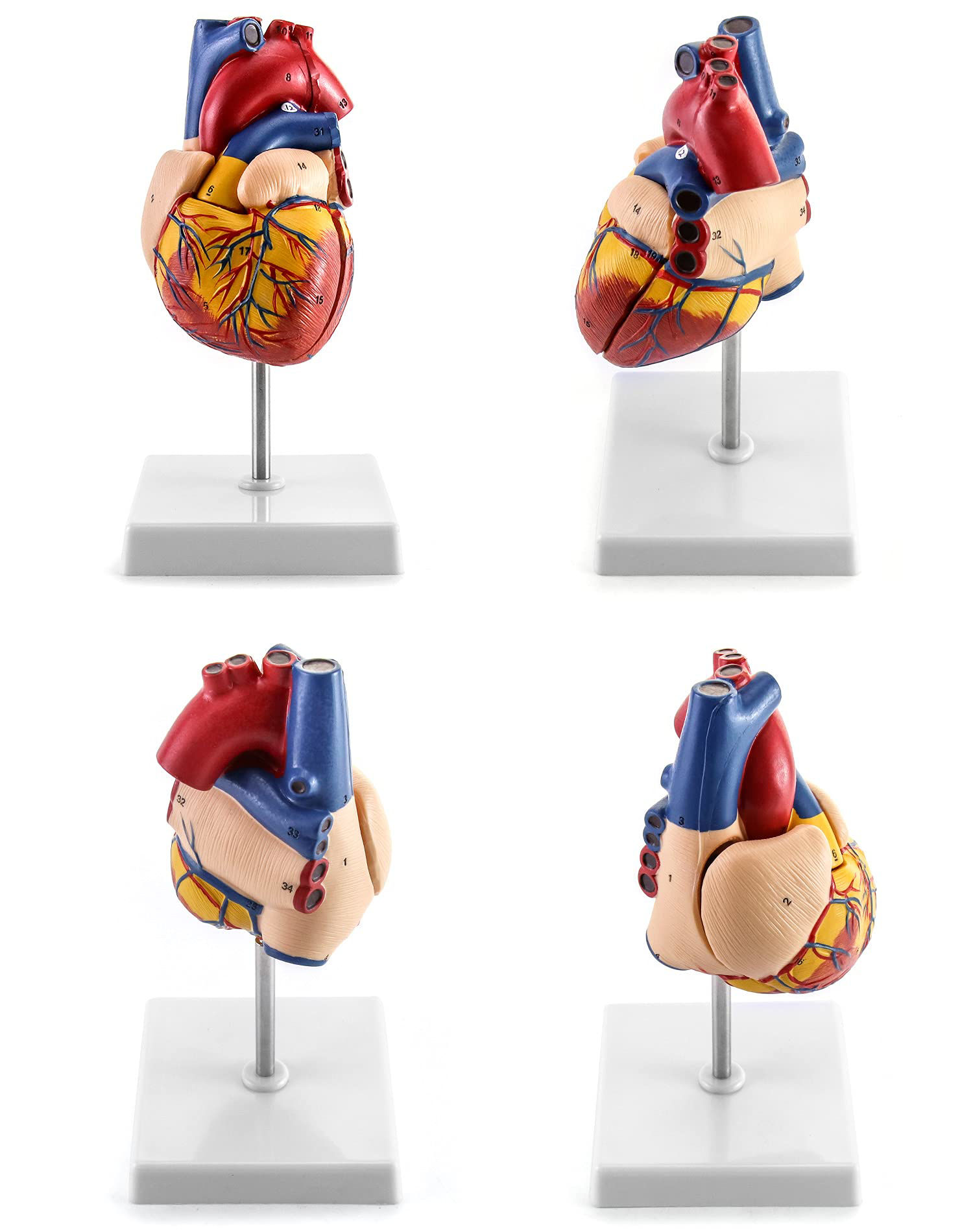 GetUSCart- QWORK Human Heart Model, Anatomically Accurate Numbered 2 ...